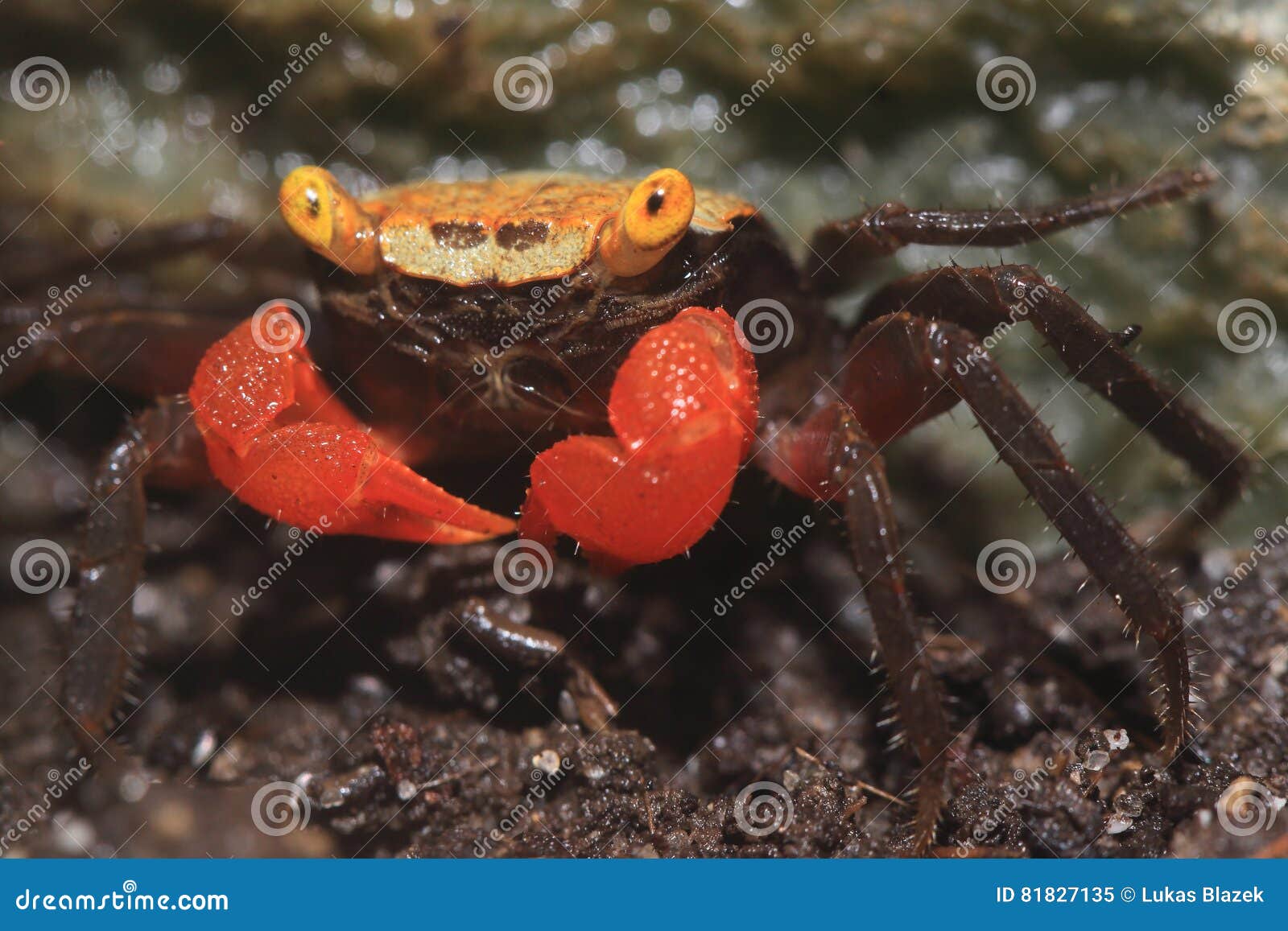 Geosesarma vampire crab stock image. Image of crab, nature - 81827135