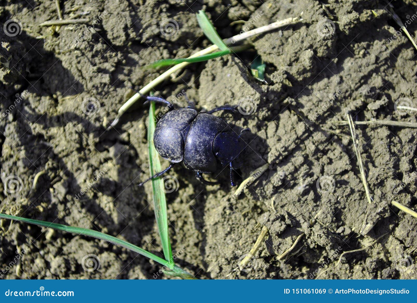 Geotrupidae Earth-boring Dung Beetle Bug Crawling on Gray Soil with ...