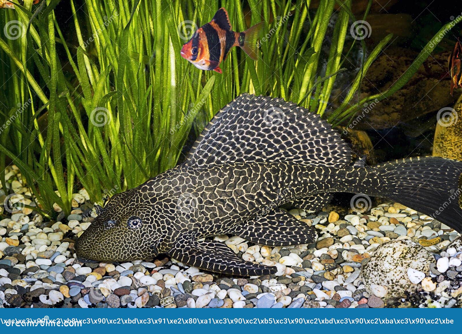 Gepantserde Katvis in Het Huisaquarium Stock Foto - Image of katvis ...