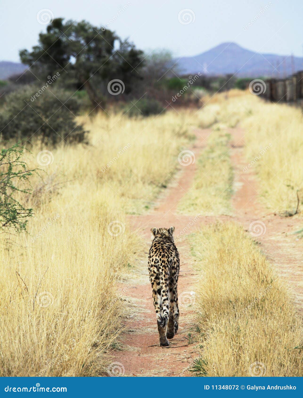Gepard stock photo. Image of africa, safari, animal, wildlife - 11348072