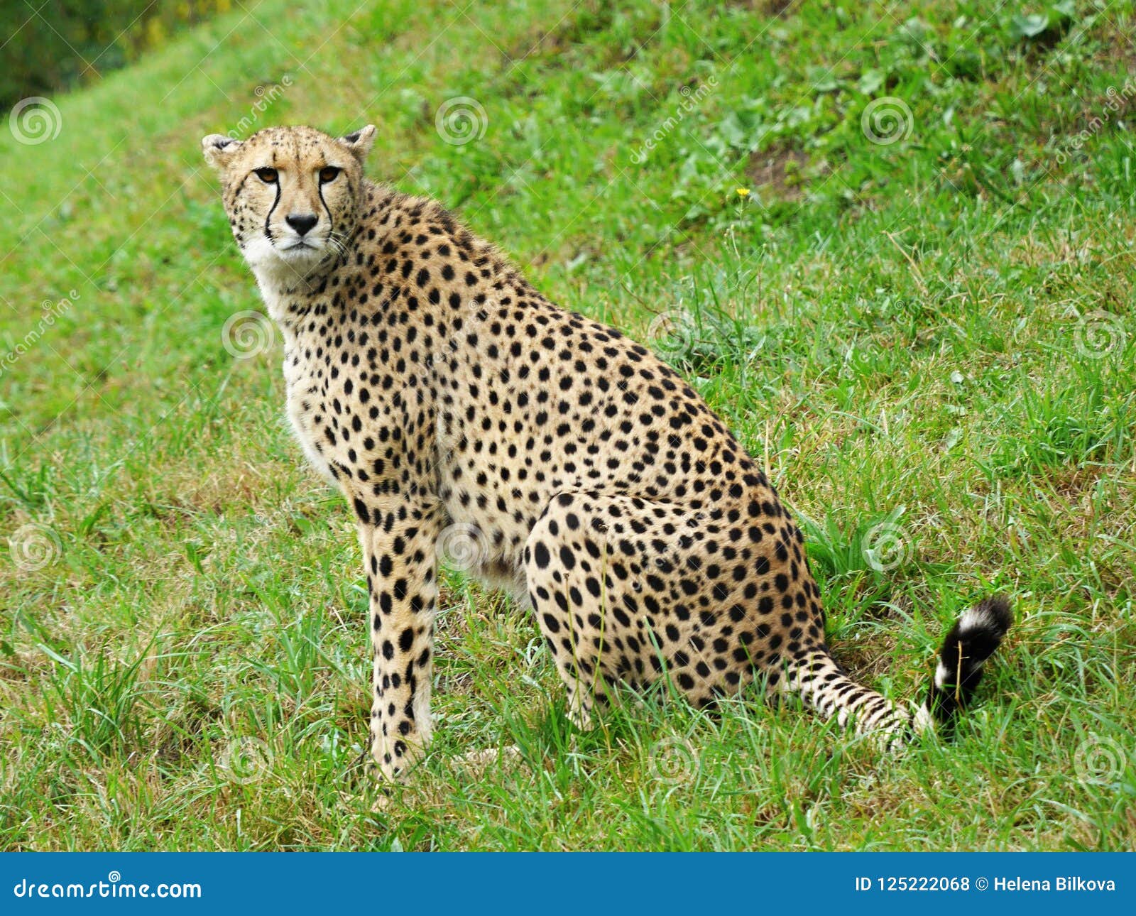 Gepard arkivfoto. Bild av djurliv, vild, jägare, safari - 125222068
