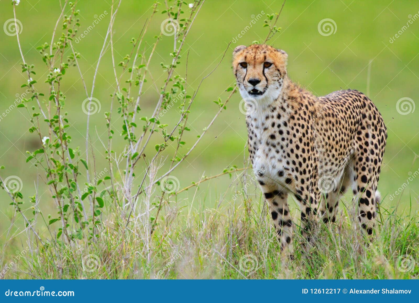 Gepard obraz stock. Obraz złożonej z drapieżnik, afryka - 12612217