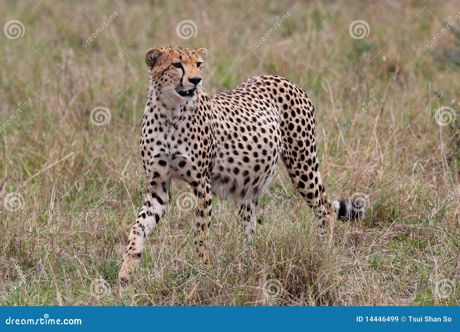 Gepard stockbild. Bild von schwarzes, gelb, wild, gehen - 14446499