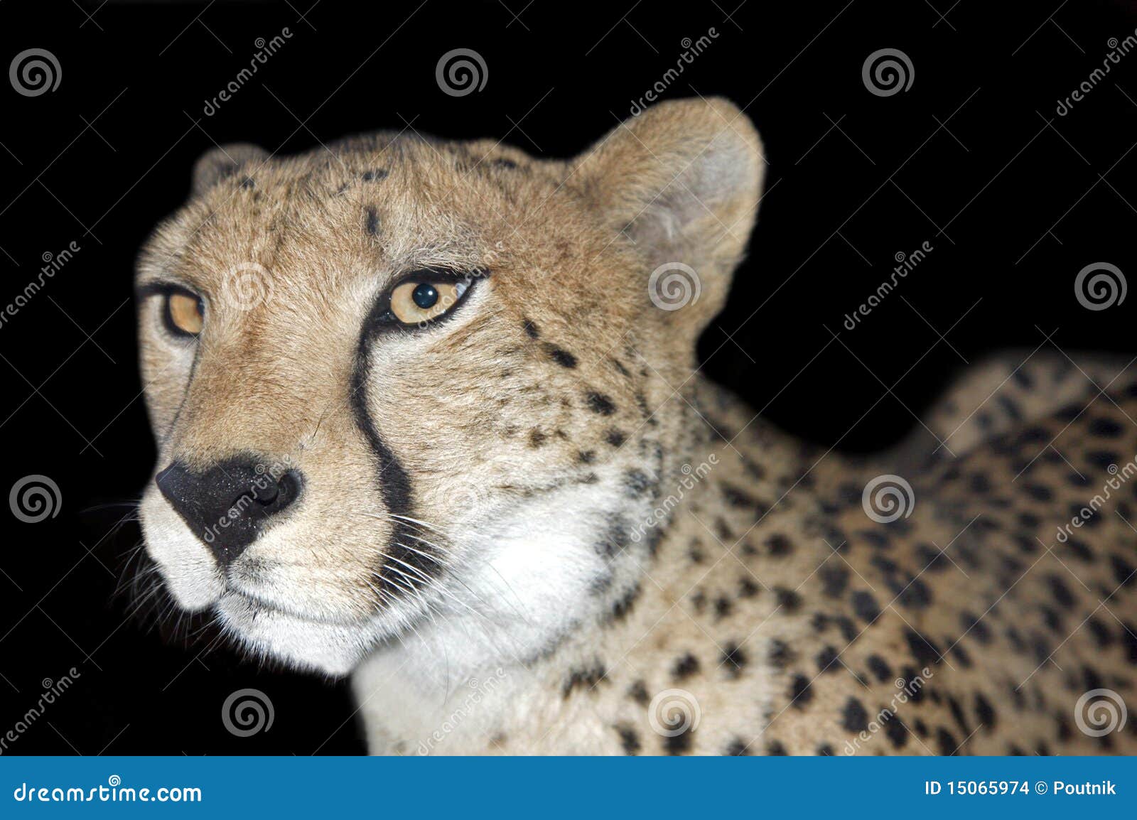 Gepard stock photo. Image of animal, national, brown - 15065974