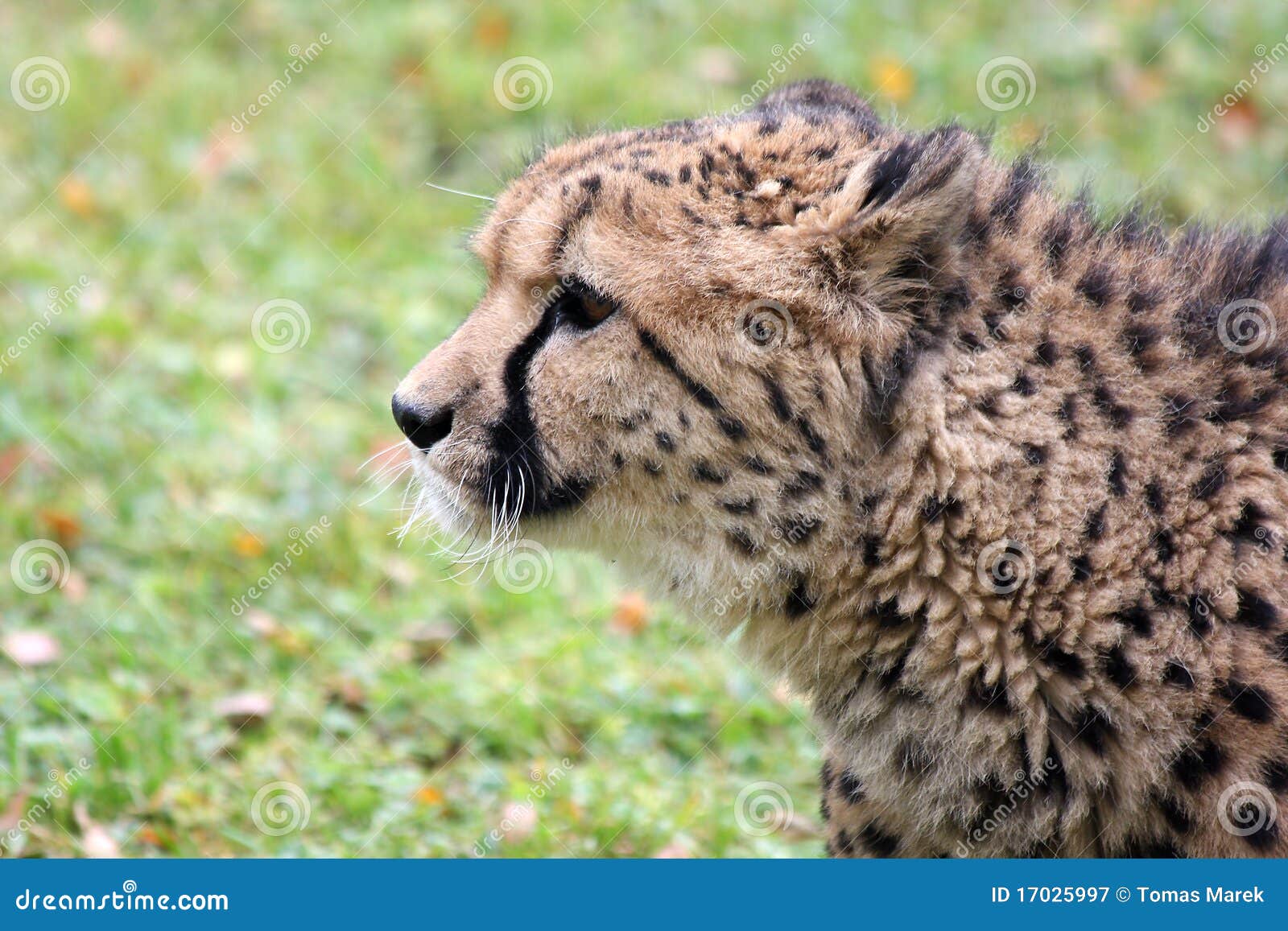 Gepard stock image. Image of danger, fast, nature, mammal - 17025997