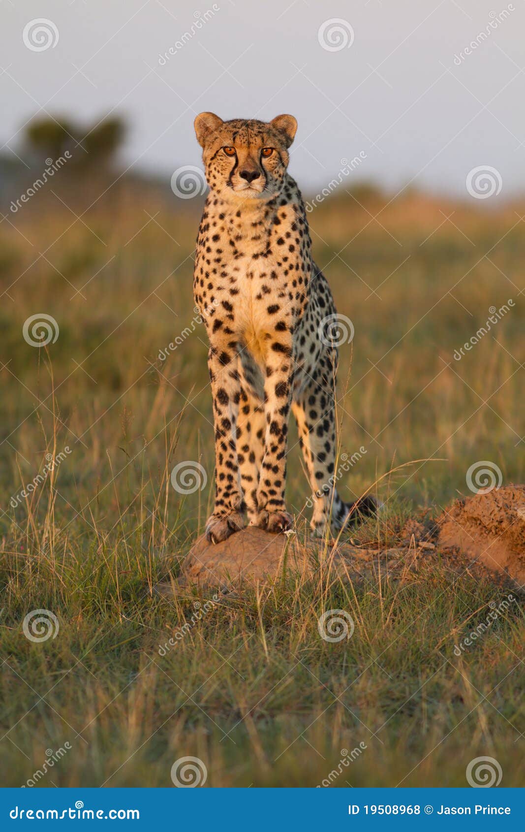 Gepard zdjęcie stock. Obraz złożonej z południe, koci - 19508968
