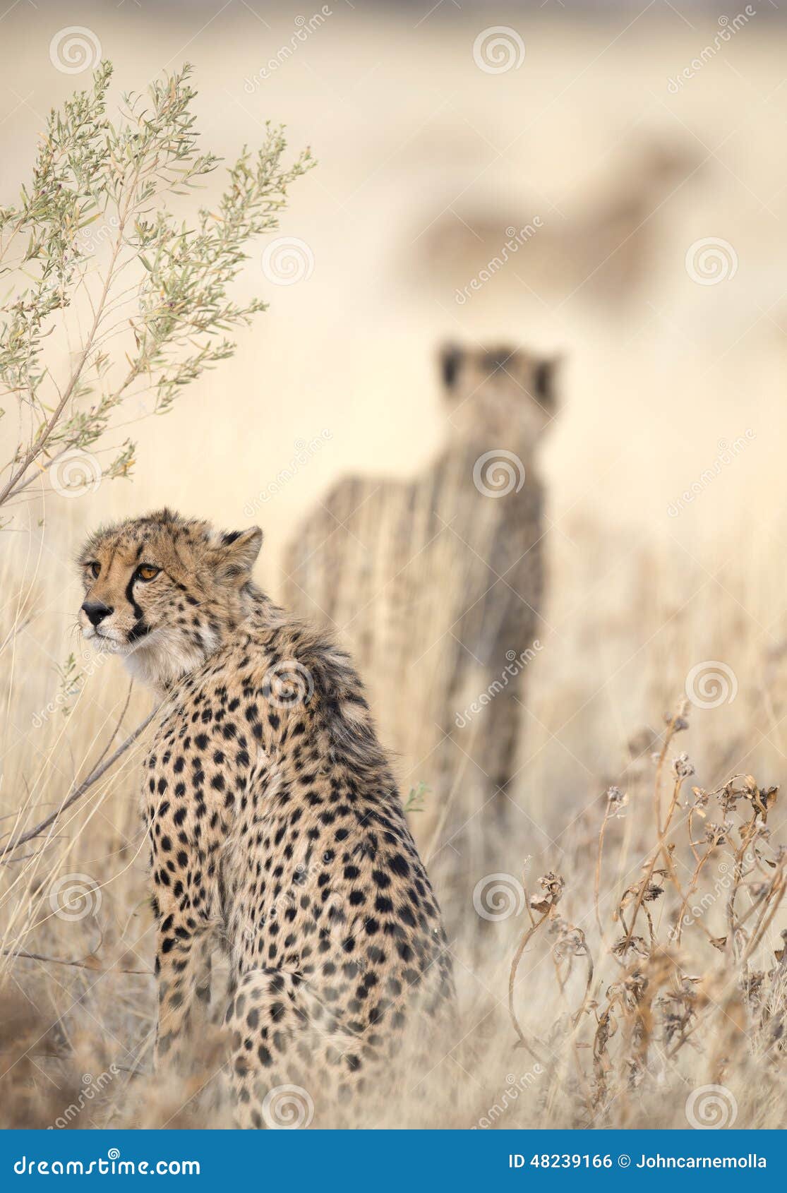 Gepard zdjęcie stock. Obraz złożonej z polowanie, afryka - 48239166