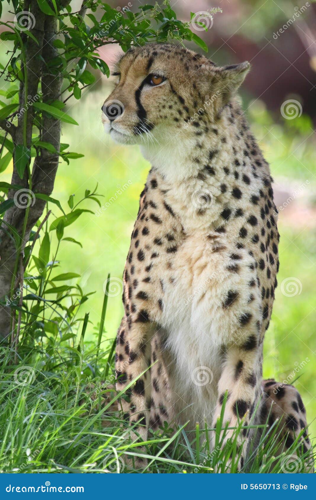 Gepard obraz stock. Obraz złożonej z trawy, uroczy, dziki - 5650713