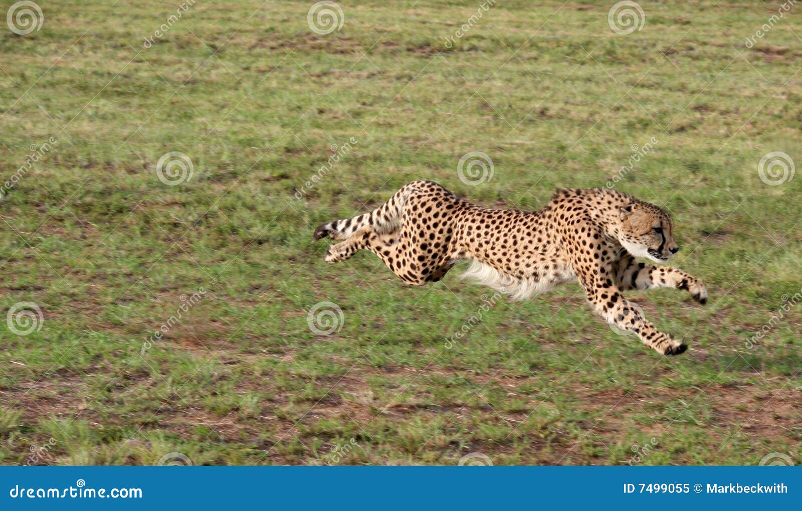 Gepard obraz stock. Obraz złożonej z wierzchołek, tempo - 7499055