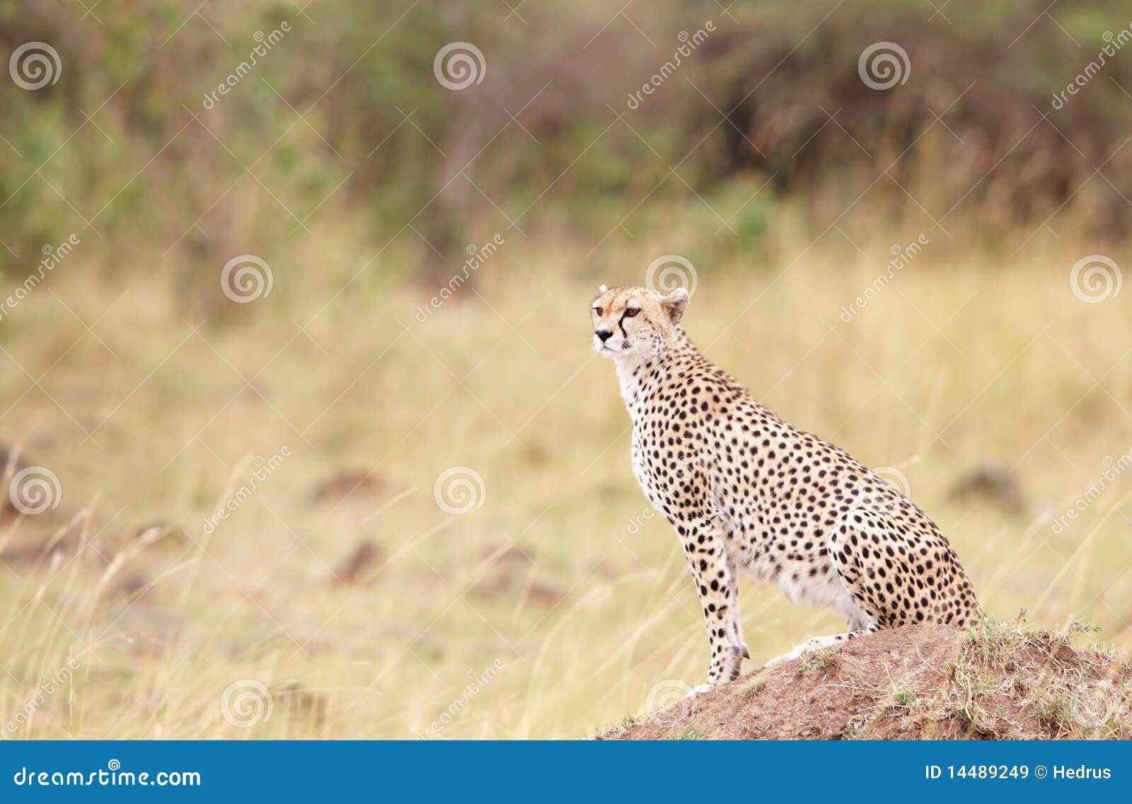Gepard (Acinonyx Jubatus) Sitzend in Der Savanne Stockbild - Bild von ...