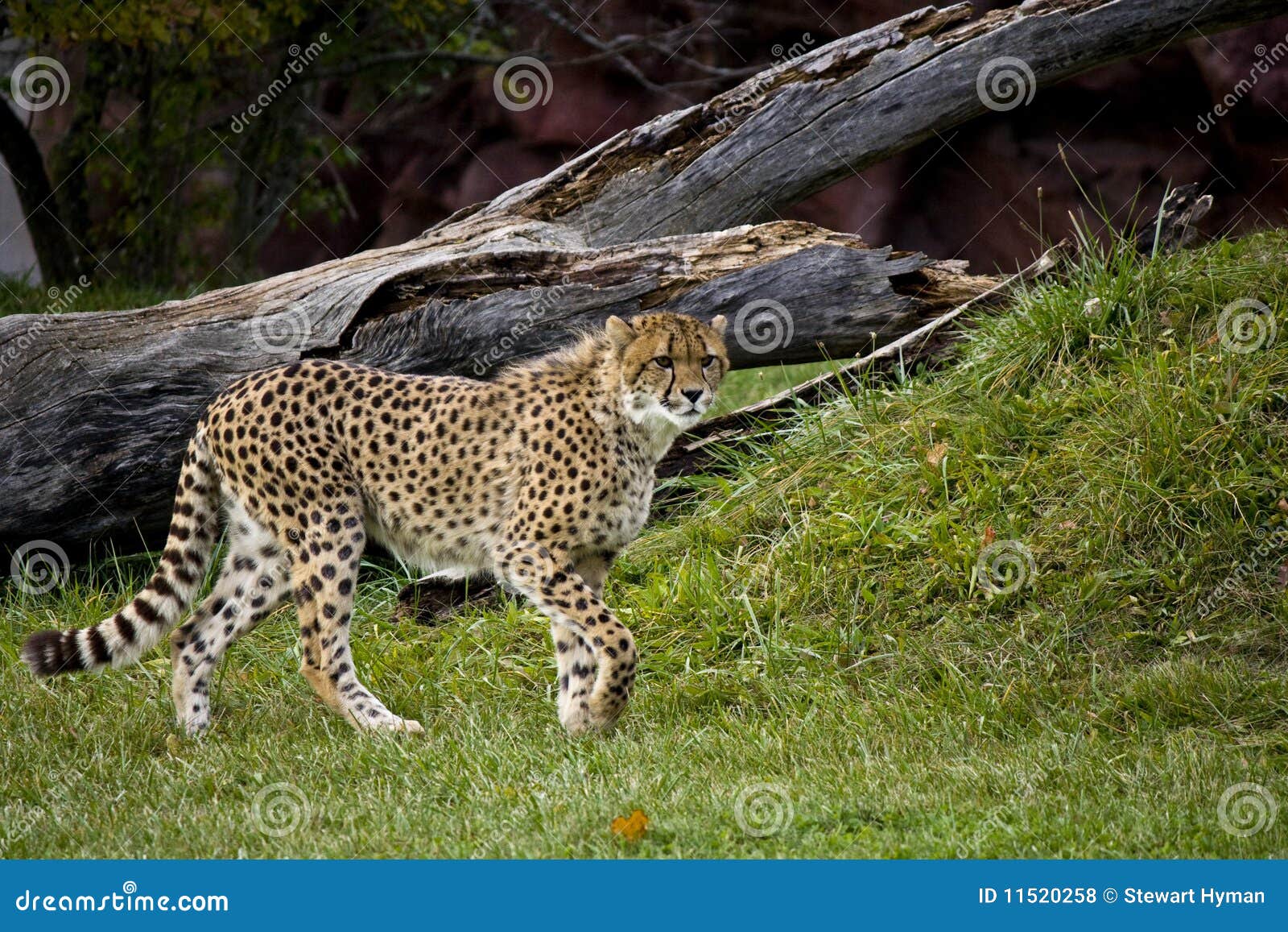 Gepard Betriebsbereit Zu Laufen Stockfoto - Bild von hungrig, toronto ...