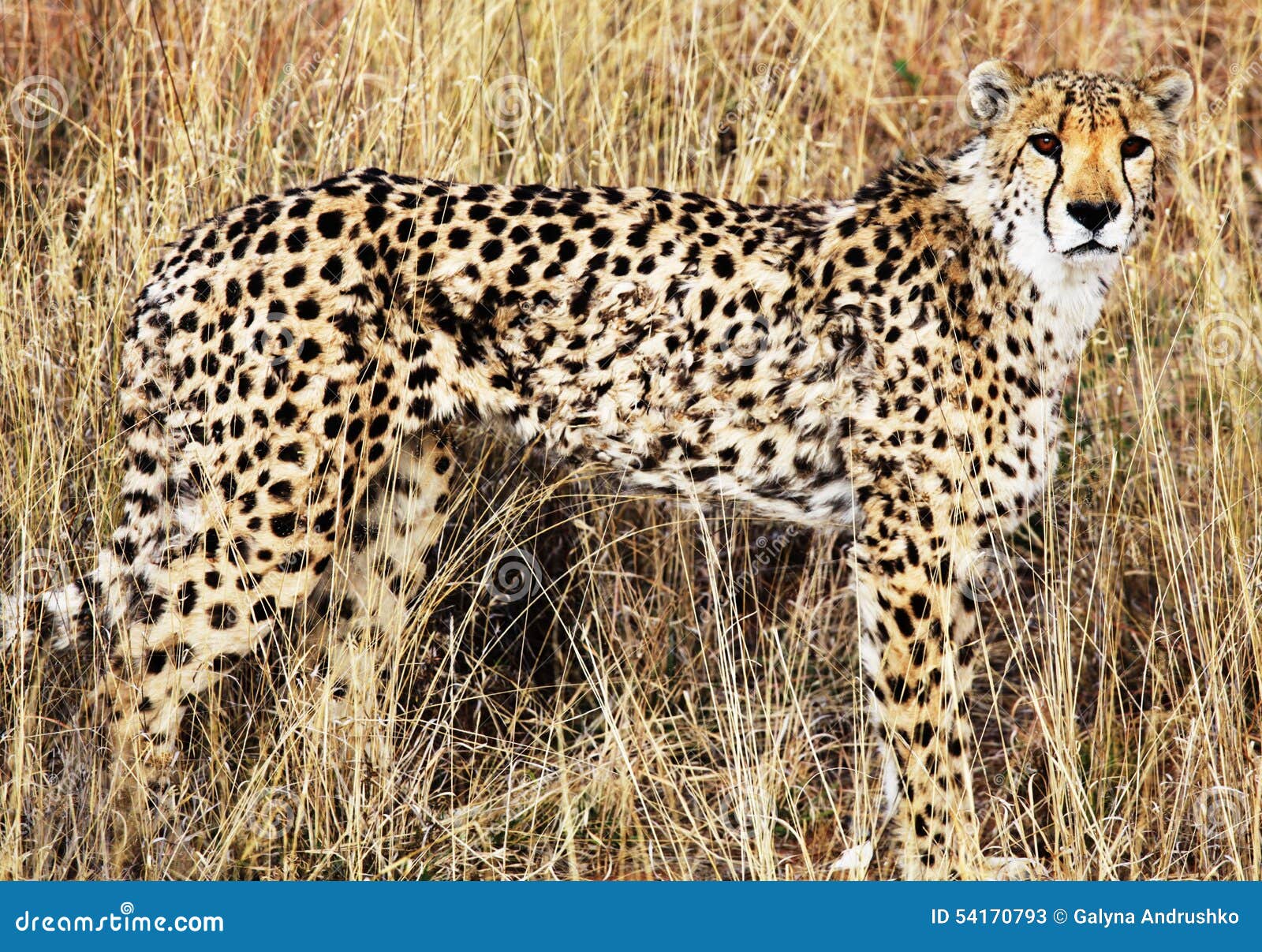 Gepard stock image. Image of dangerous, yellow, fast - 54170793