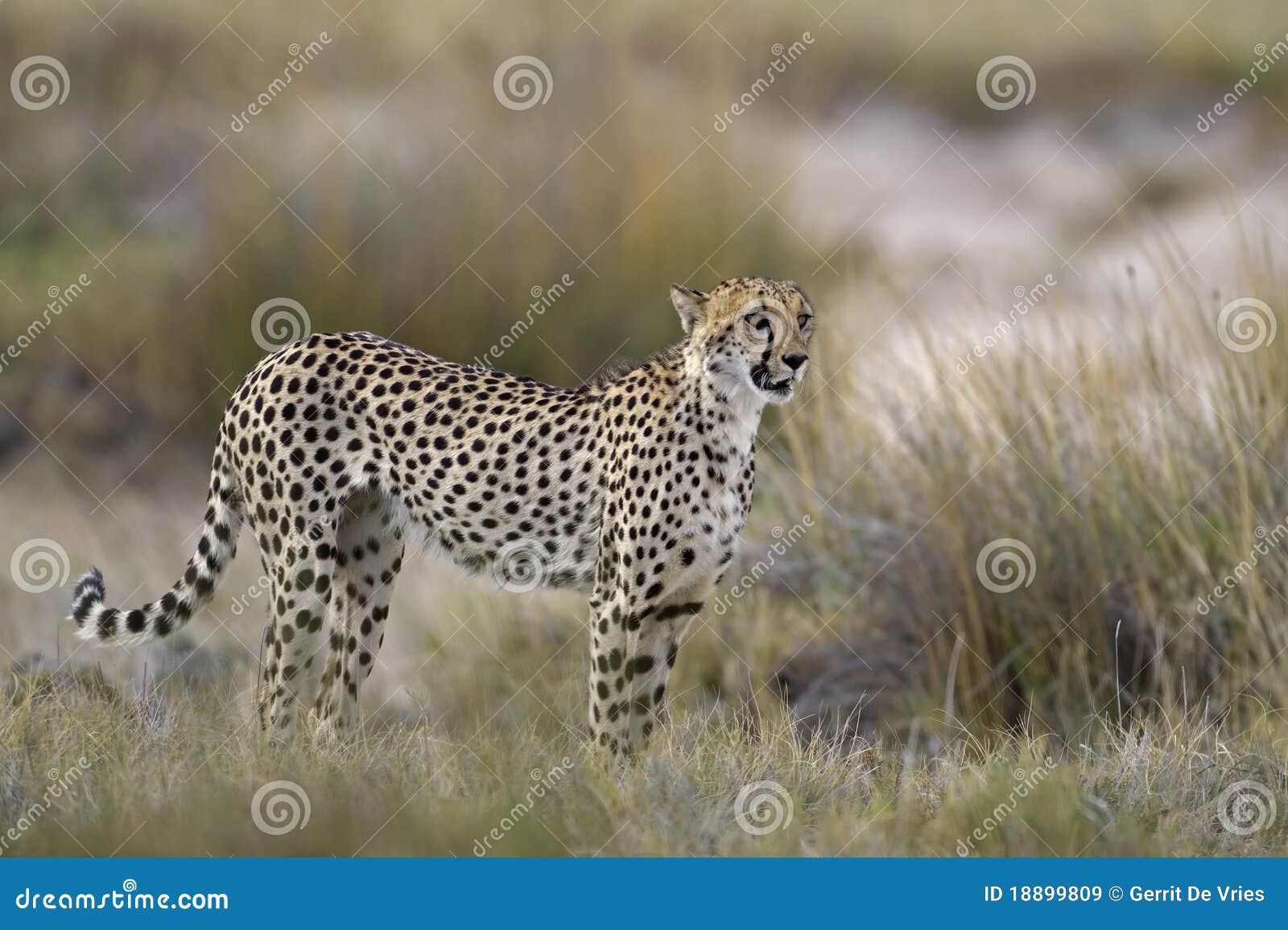 Gepard, Der in Der Wiese Steht Stockbild - Bild von schauen, nave: 18899809