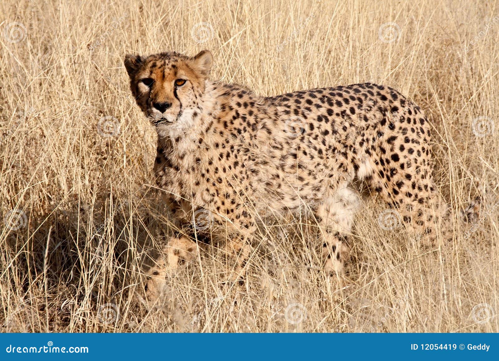 Gepard, der in Gras geht stockbild. Bild von gehen, geparden - 12054419