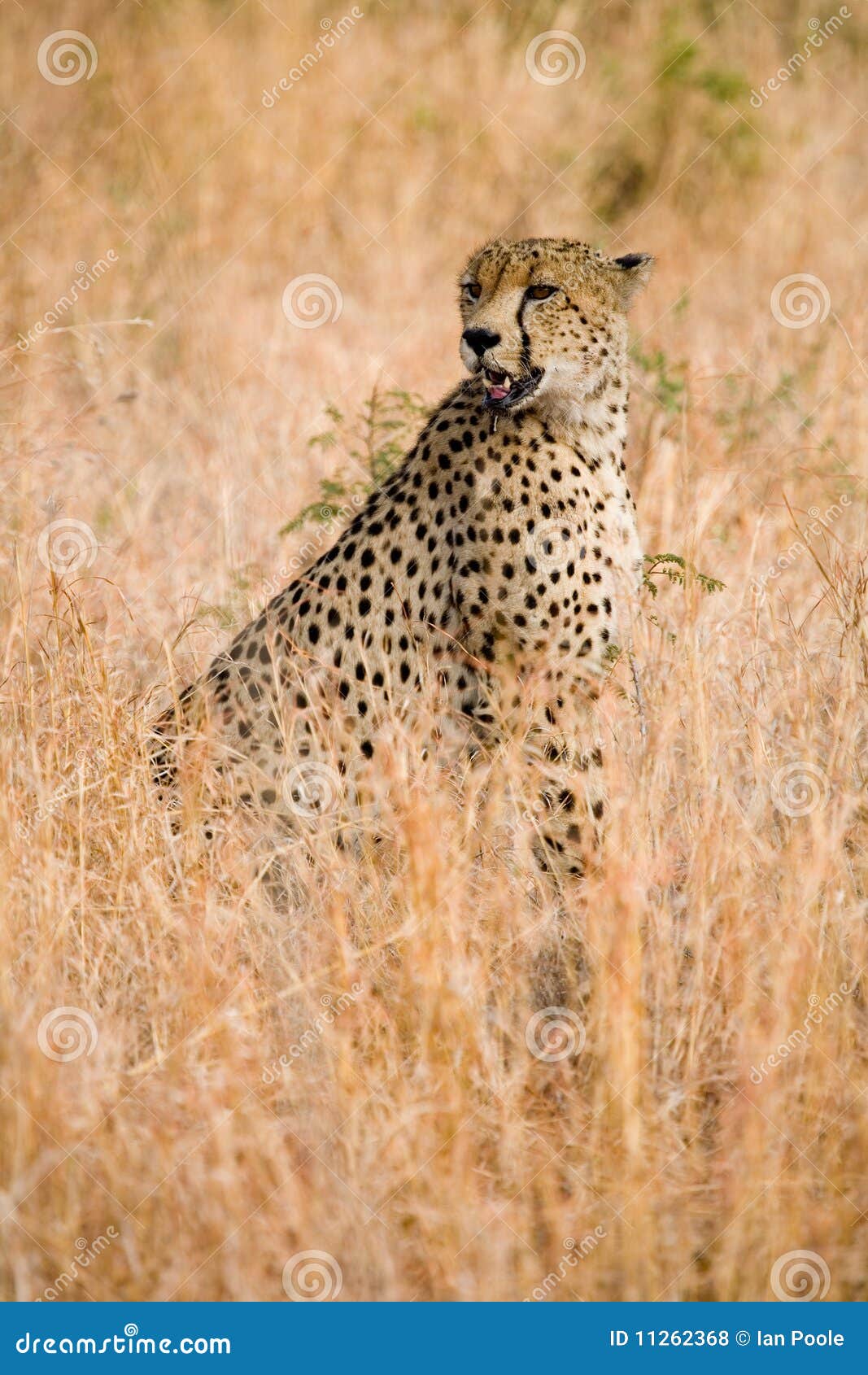 Gepard, der im Gras sitzt stockfoto. Bild von leben, raub - 11262368