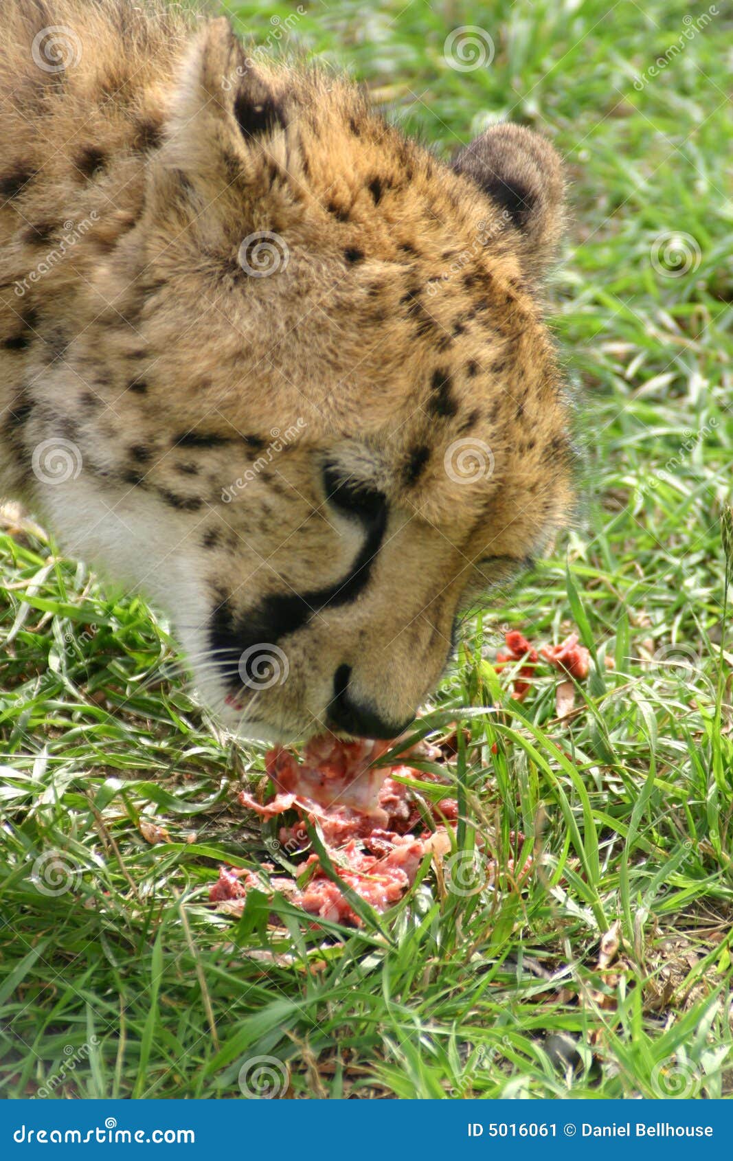 Gepard-Essen stockbild. Bild von haarig, mahlzeit, knirschen - 5016061