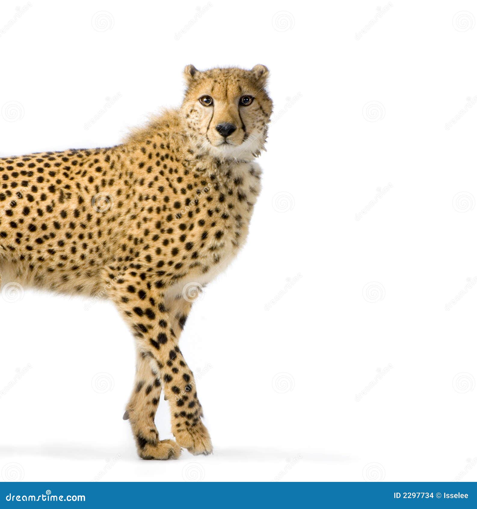 Gepard-Gehen stockfoto. Bild von stiel, geparden, frau - 2297734