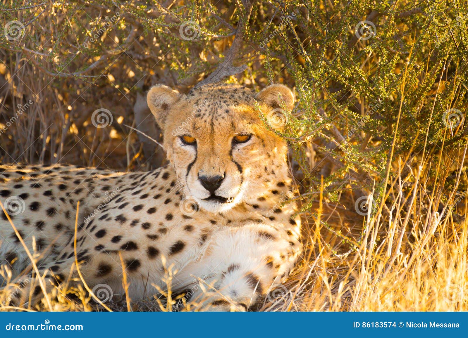 Gepard I Den Etosha Nationalparken, Namibia Arkivfoto - Bild av äventyr ...