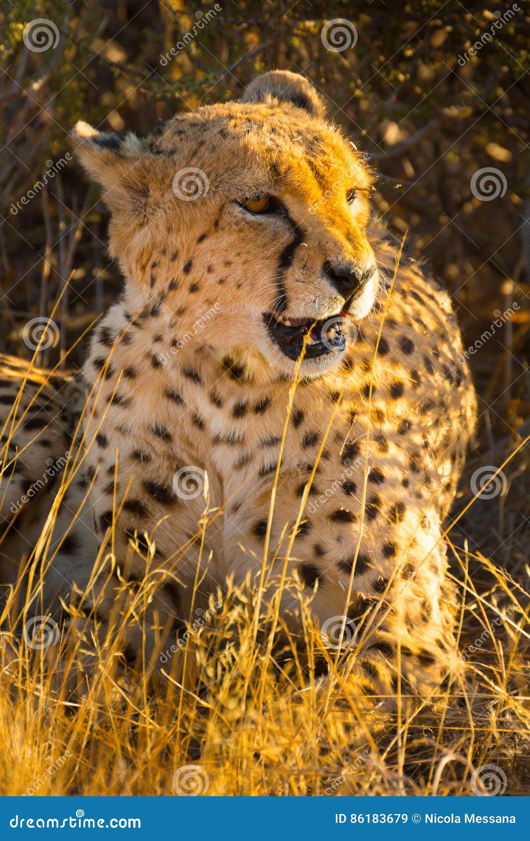Gepard I Den Etosha Nationalparken, Namibia Fotografering för ...