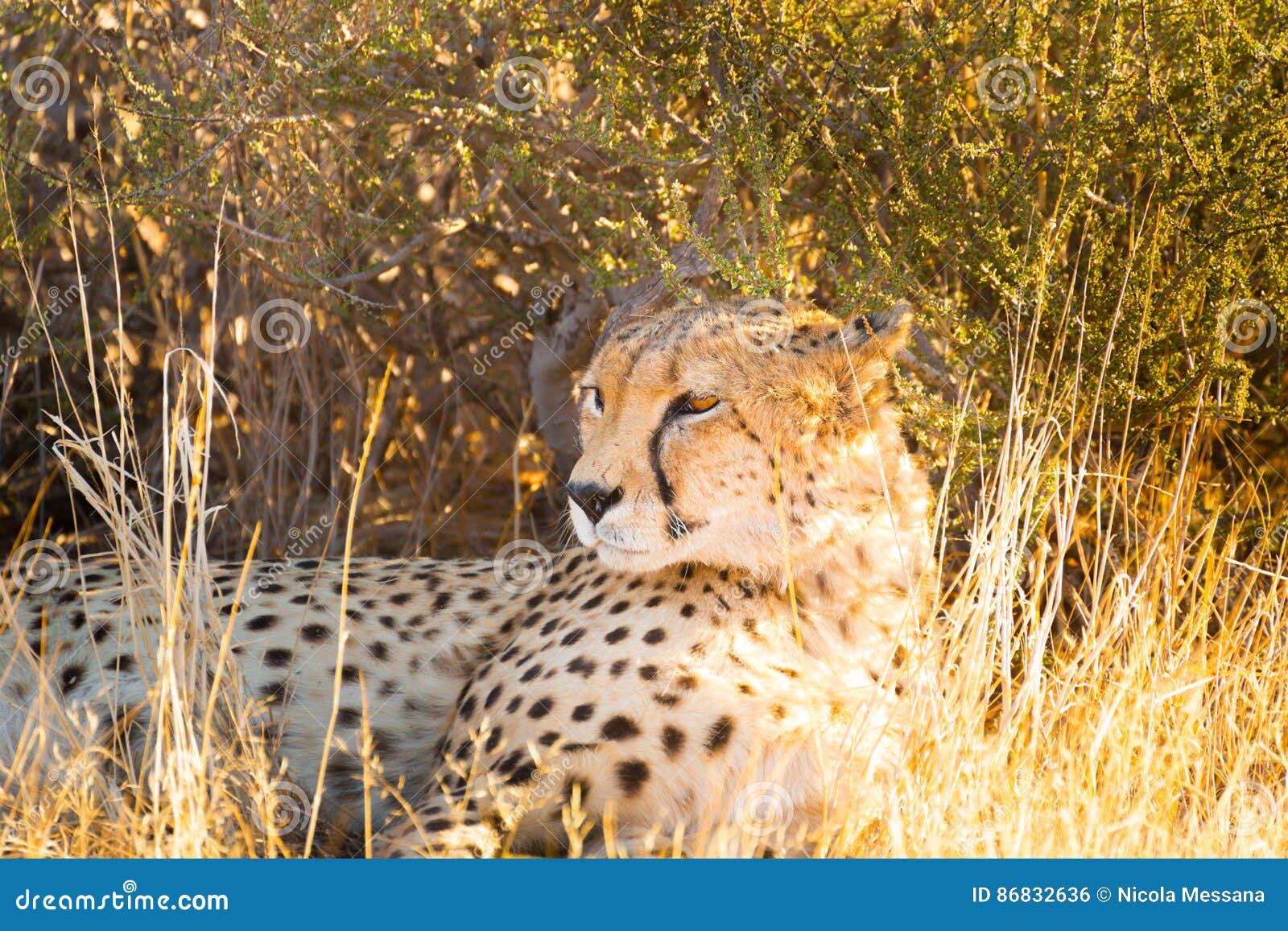 Gepard I Den Etosha Nationalparken, Namibia Arkivfoto - Bild av ...