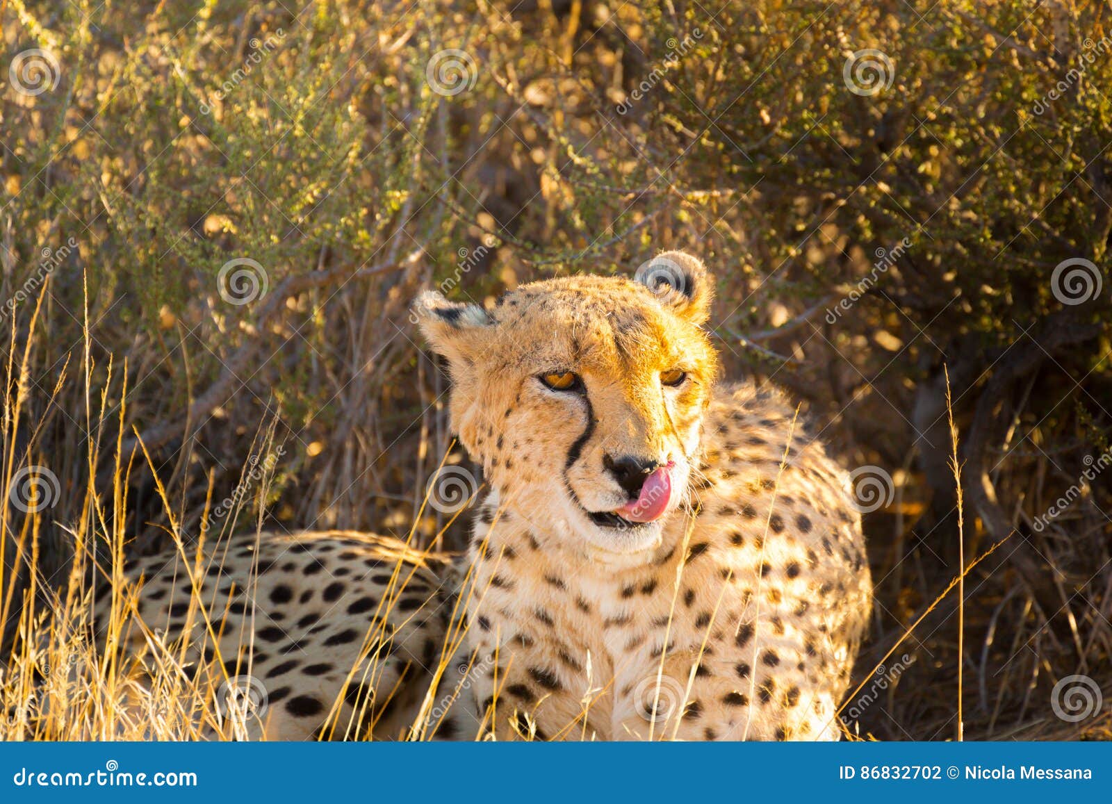 Gepard I Den Etosha Nationalparken, Namibia Arkivfoto - Bild av lopp ...