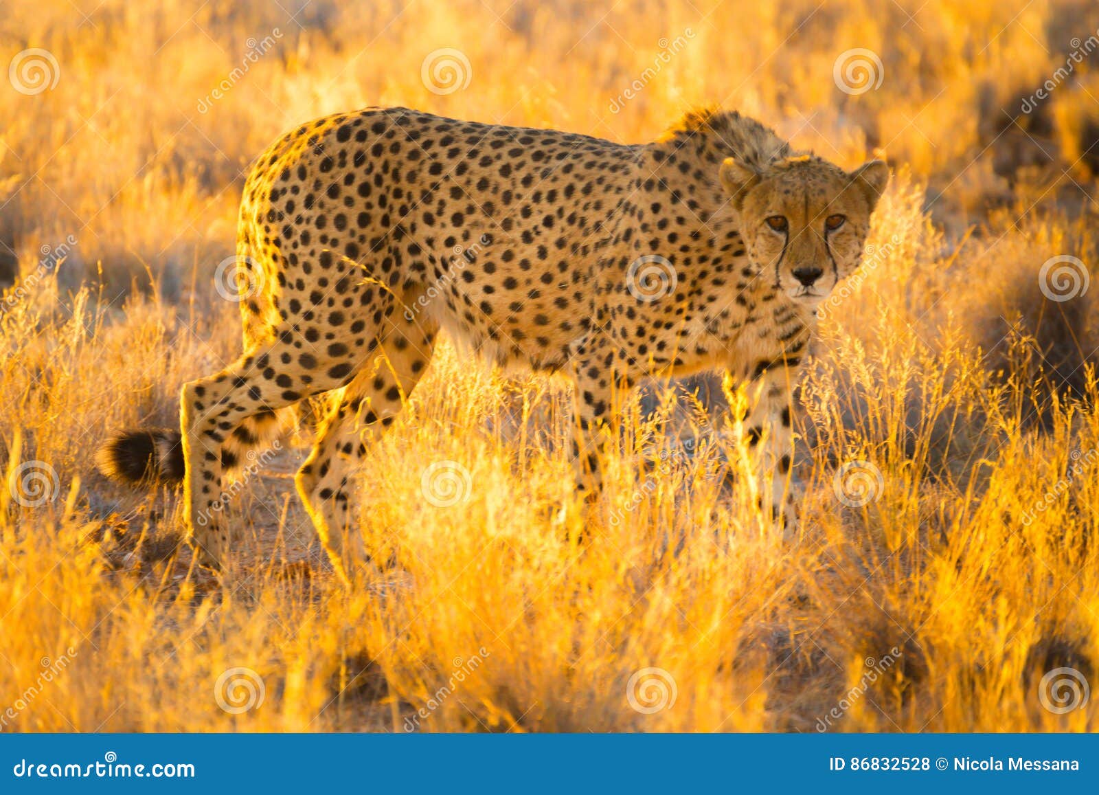Gepard Im Nationalpark Etosha, Namibia Stockfoto - Bild von afrika ...