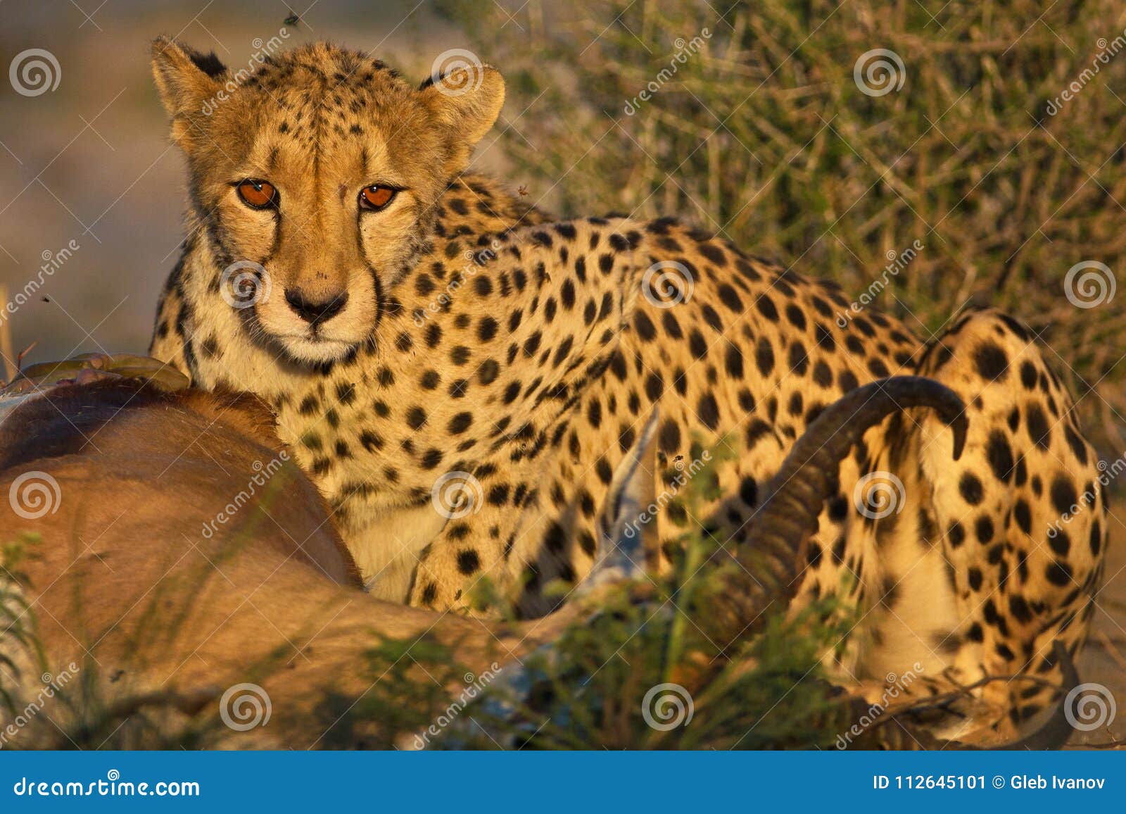 Gepard jagt stockbild. Bild von jagd, savanne, drehzahl - 112645101