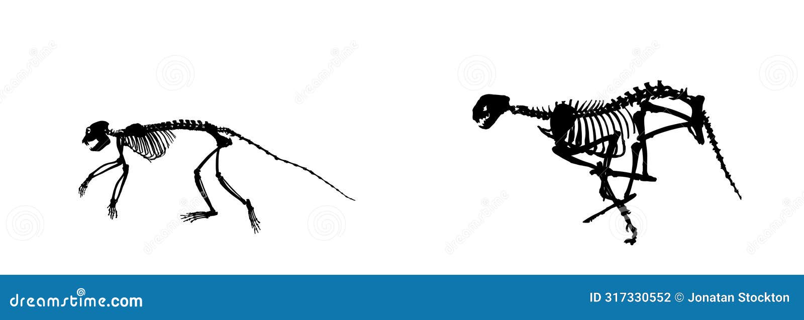Cheetah Skeleton Chasing Monkey Skeleton Vector Silhouette Illustration ...