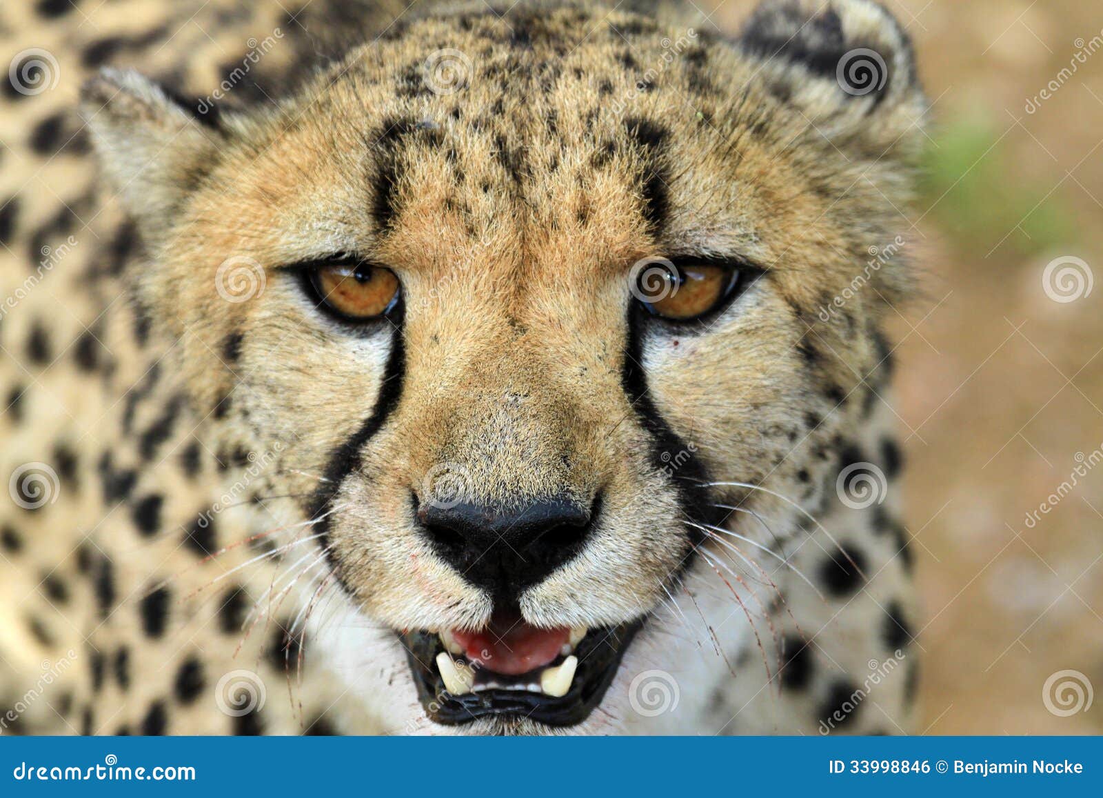 Gepard Namibia stock photo. Image of cheetah, gepard - 33998846