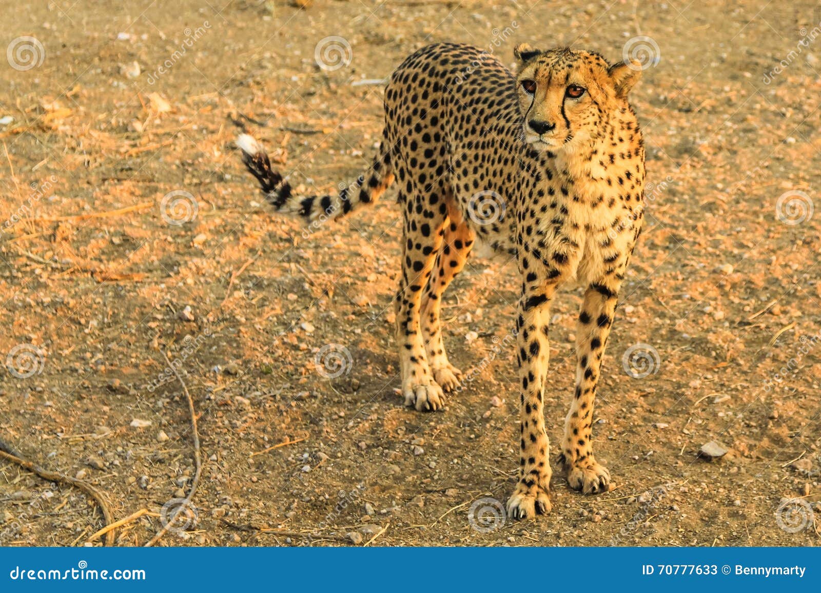 Gepard von Namibia stockbild. Bild von geparden, tier - 70777633