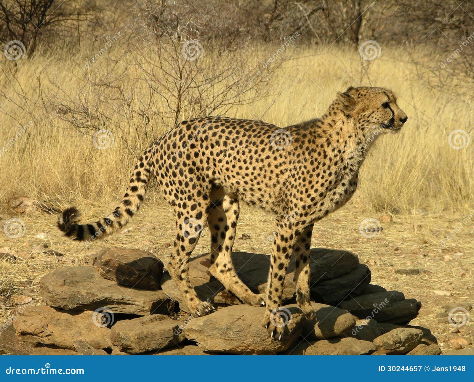 Południowi Afrykańscy Zwierzęta Obraz Stock - Obraz złożonej z słońce ...