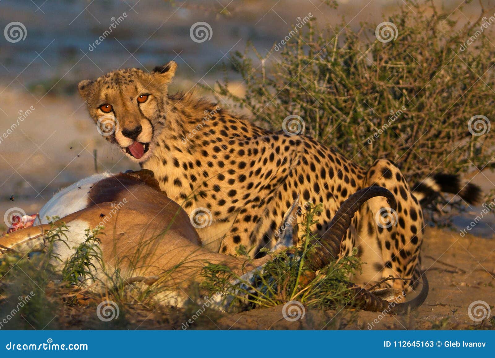 Geparden jagar fotografering för bildbyråer. Bild av rovdjur - 112645163