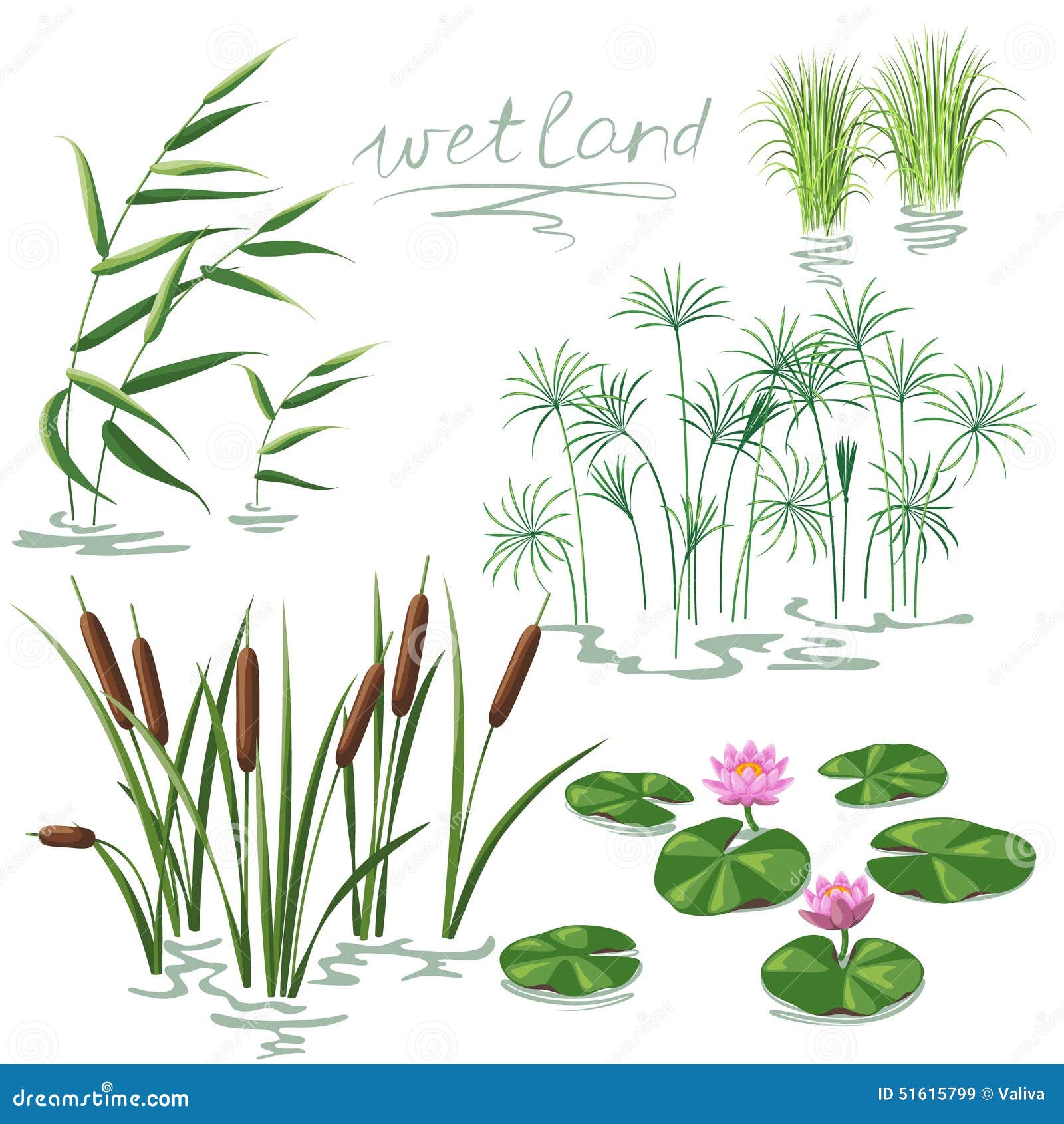 Geplaatste De Installaties Van Het Moerasland Vector Illustratie ...