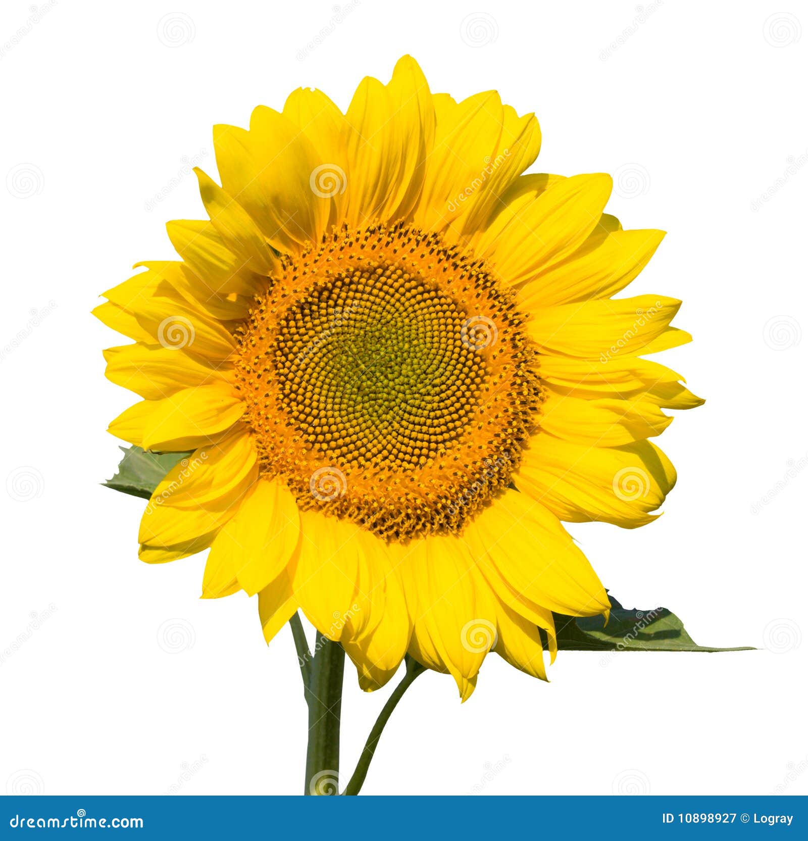 Geraffineerd Glome Van Zonnebloem Stock Afbeelding - Image of bloem ...