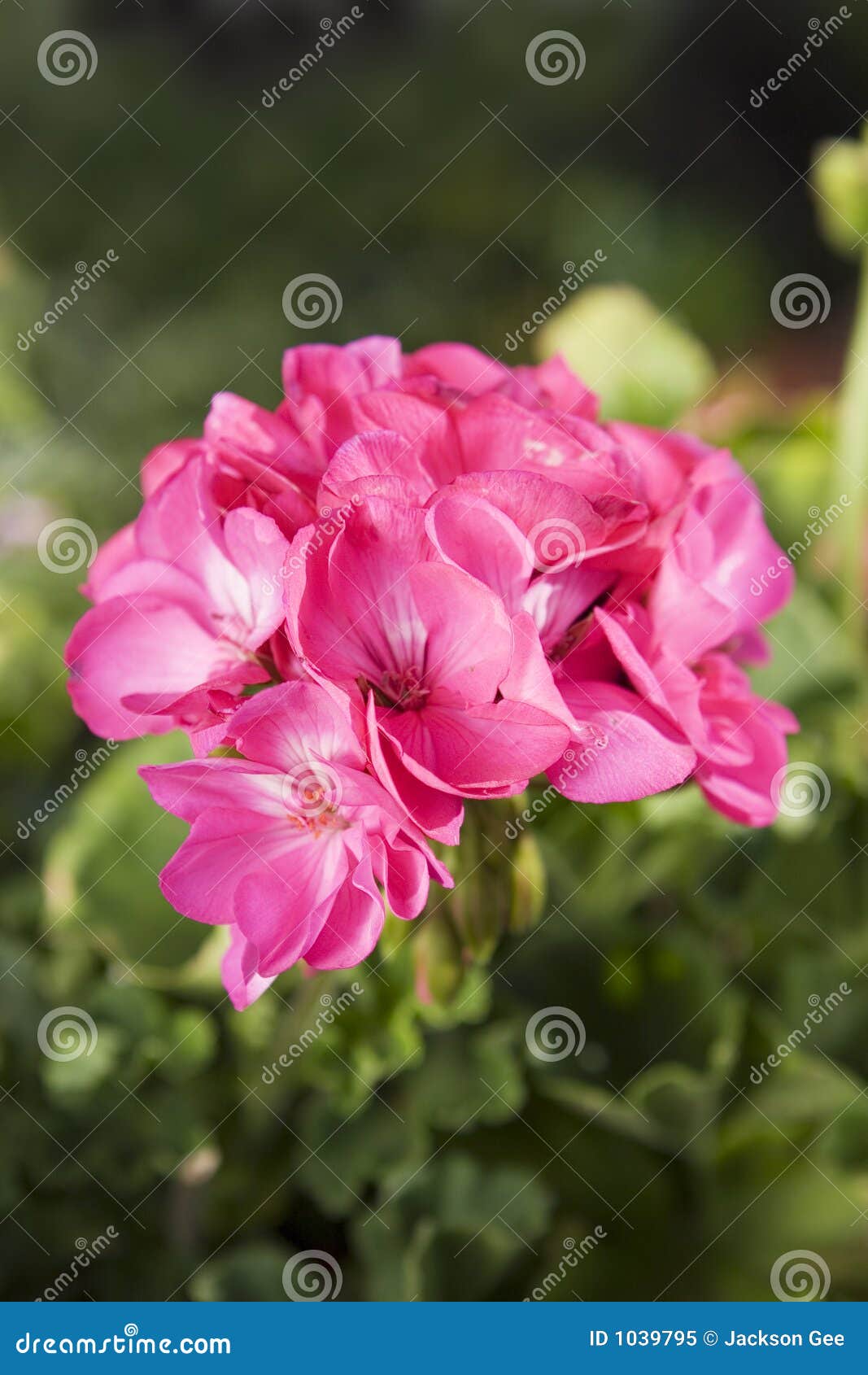 Gerani immagine stock. Immagine di petalo, fiore, inferiore - 1039795