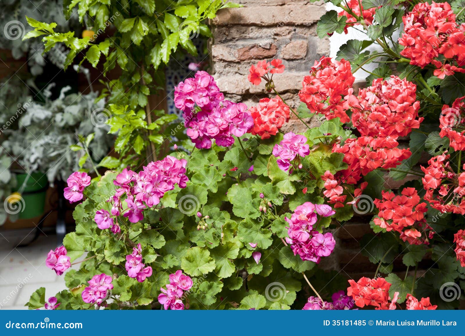 Gerani immagine stock. Immagine di bello, andalusia, andaluso - 35181485