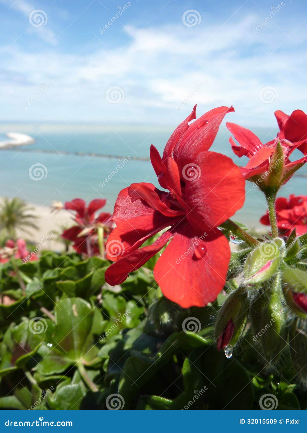 Gerani rossi immagine stock. Immagine di fiore, sviluppisi - 32015509