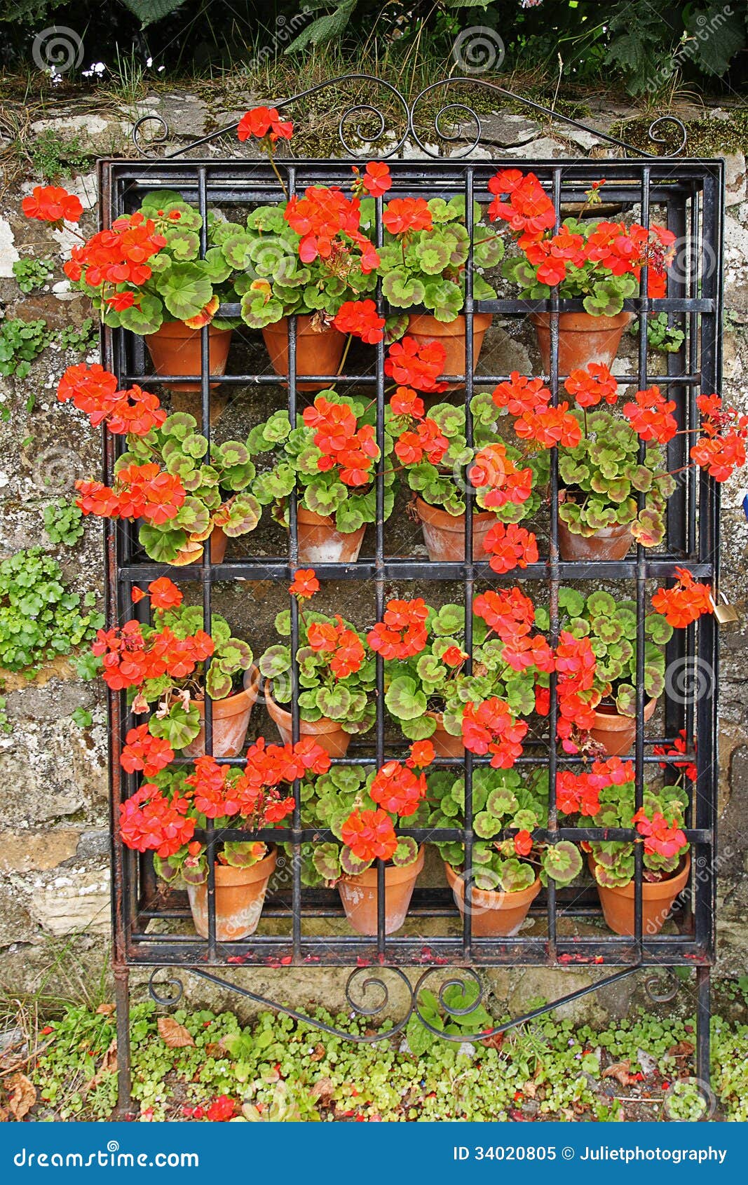 Gerani variopinti in fiore immagine stock. Immagine di giardinaggio ...