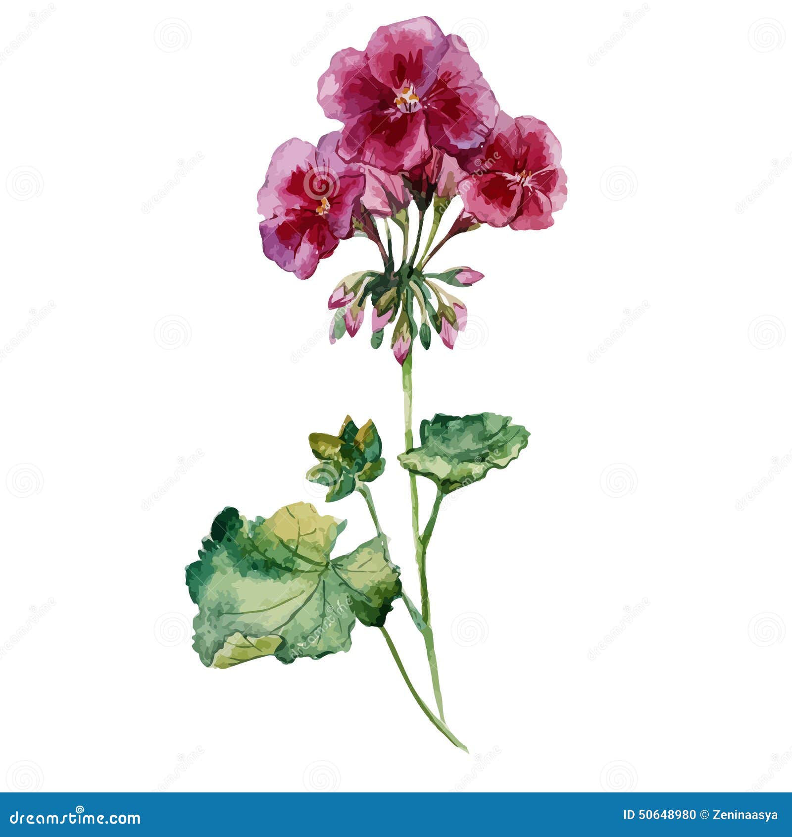 Geranio ilustración del vector. Ilustración de rojo, popular - 50648980