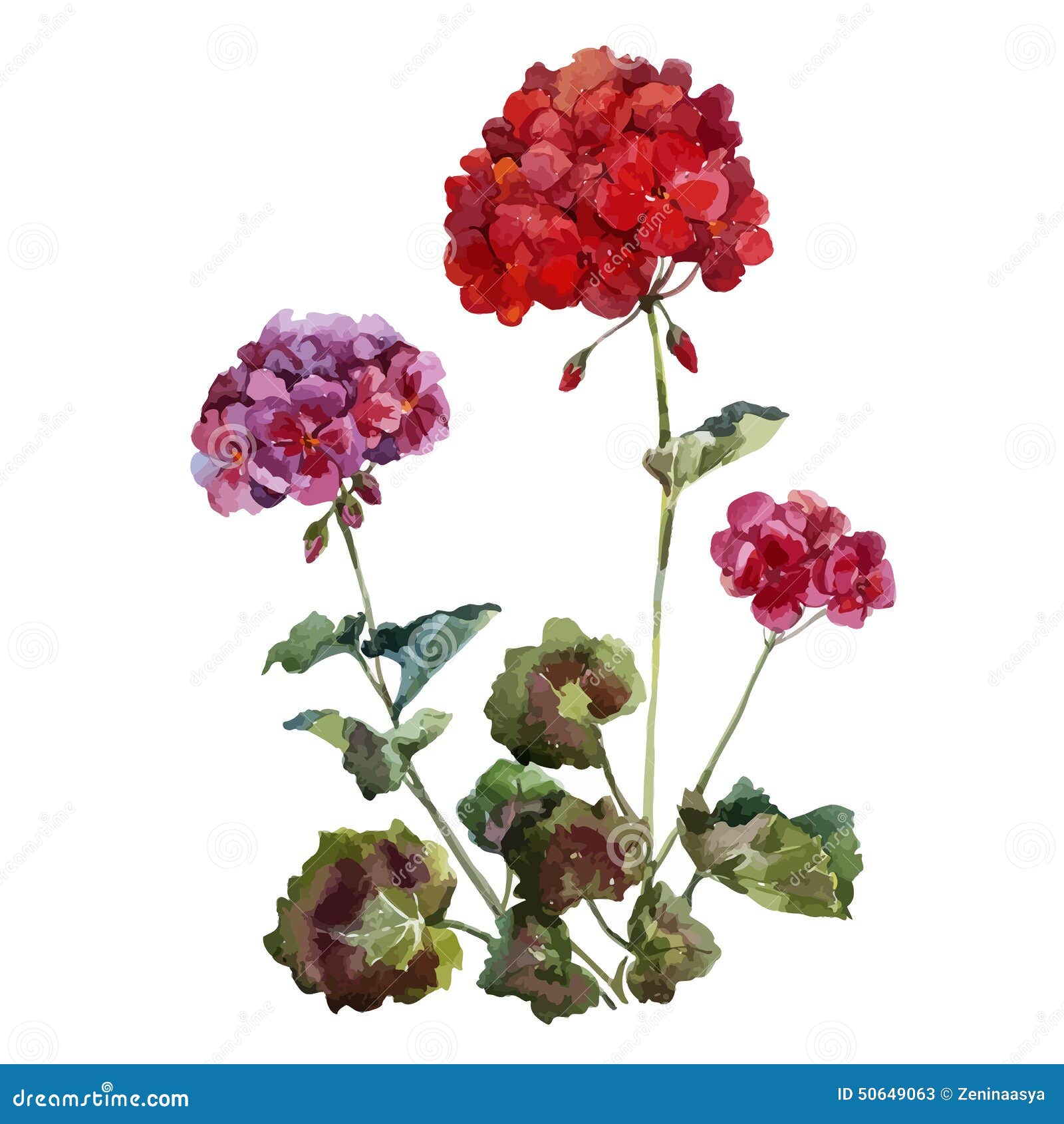 Geranio ilustración del vector. Ilustración de vector - 50649063