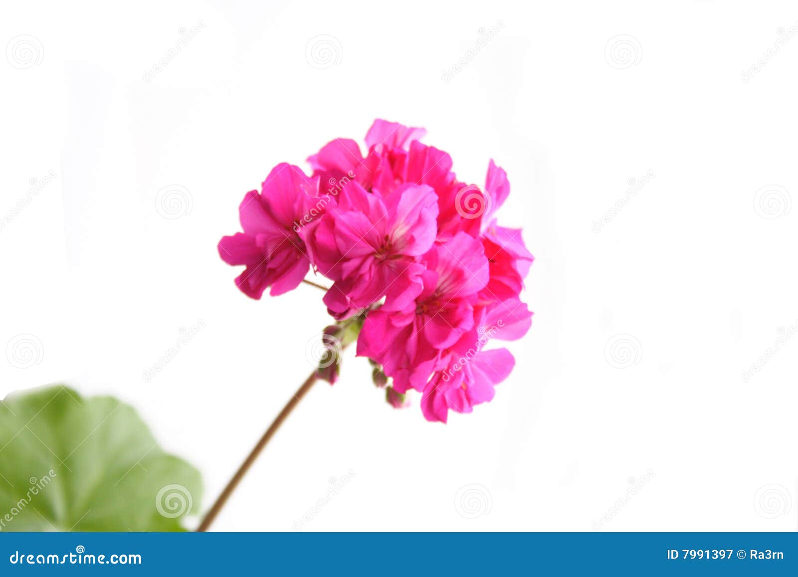 Geranio imagen de archivo. Imagen de flor, inflorescencia - 7991397