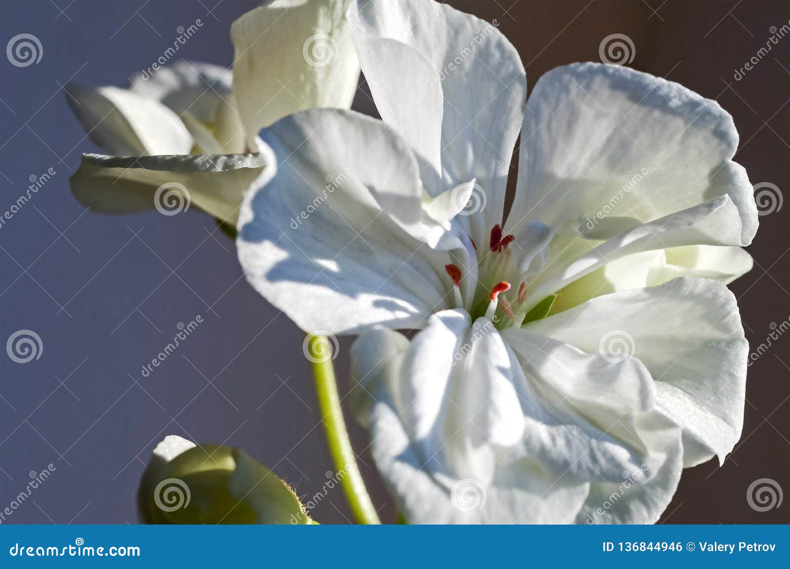 Geranio Bianco in Un Vaso, Area Stretta Del Fuoco Fotografia Stock ...