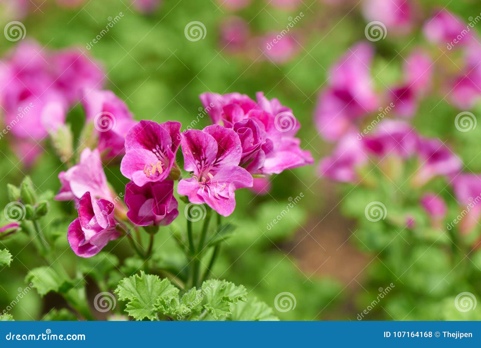 Geranio di Rosa fotografia stock. Immagine di floreale - 107164168
