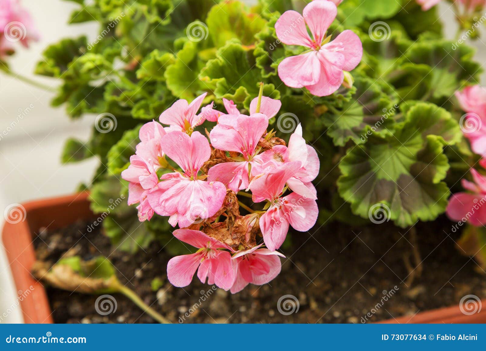 Geranio rosa in un vaso fotografia stock. Immagine di fiore - 73077634