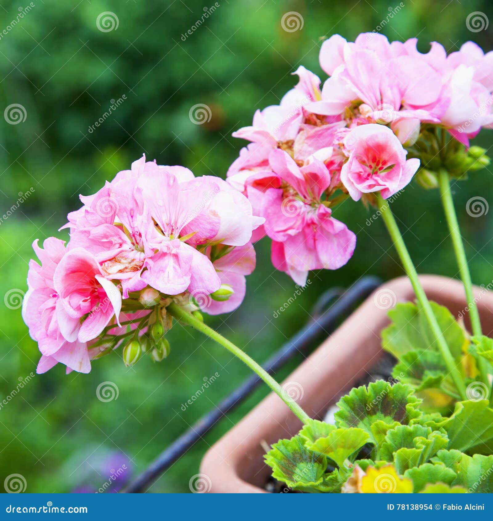 Geranio rosa in un vaso fotografia stock. Immagine di petalo - 78138954
