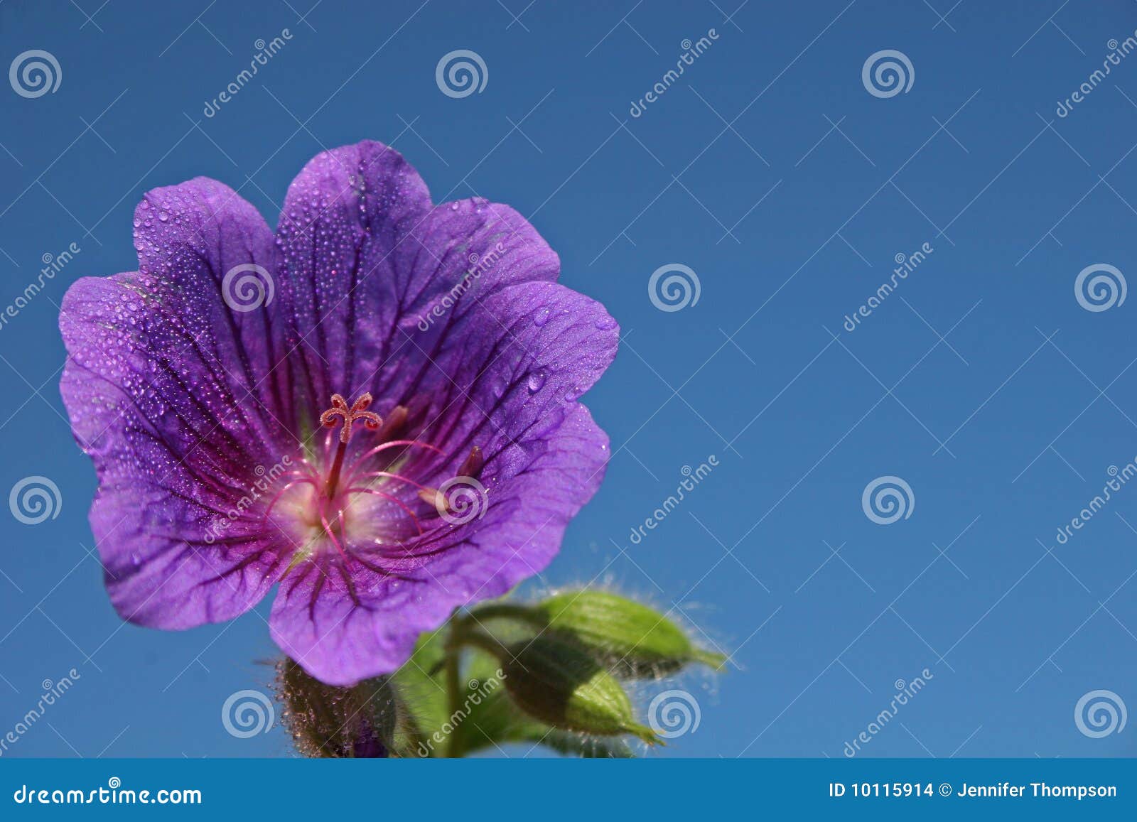 Geranium stock photo. Image of thorn, pollen, leaf, geranium - 10115914