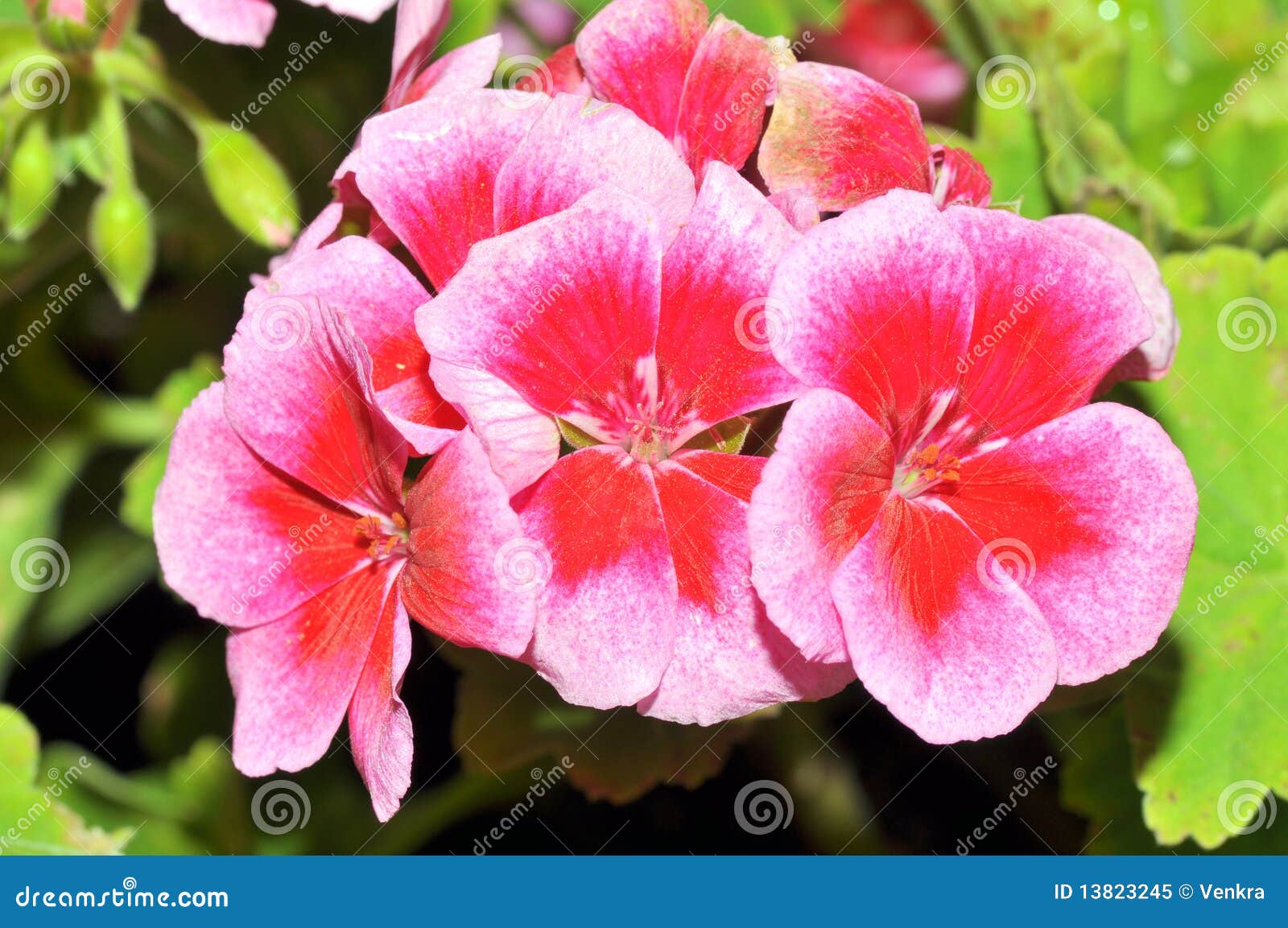 Geranium stock image. Image of color, nursery, pink, flashy - 13823245