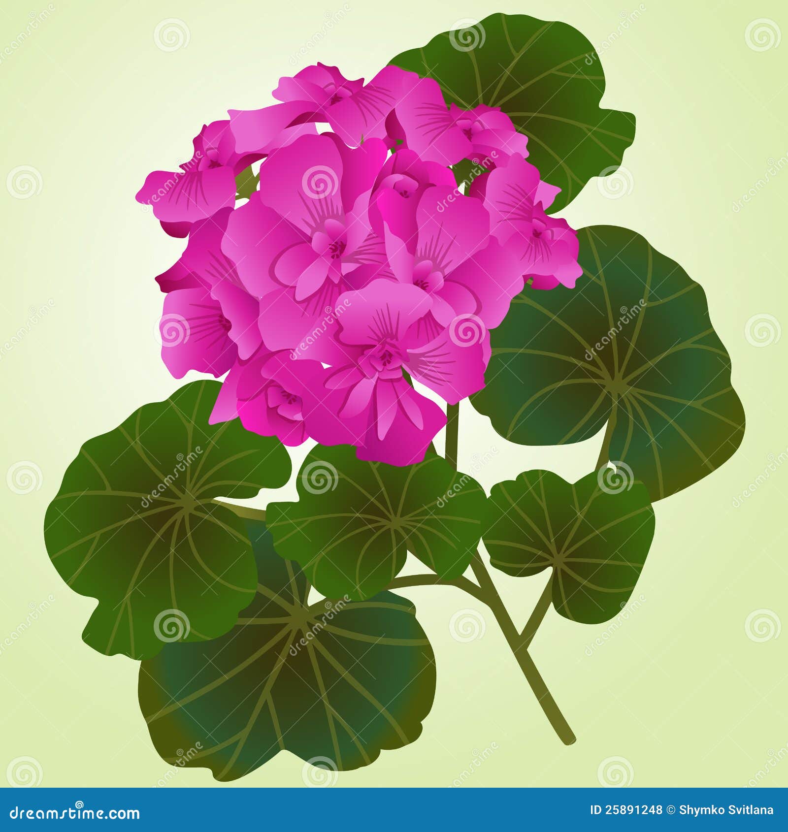 Geranium stock vector. Illustration of stem, spring, sprig - 25891248