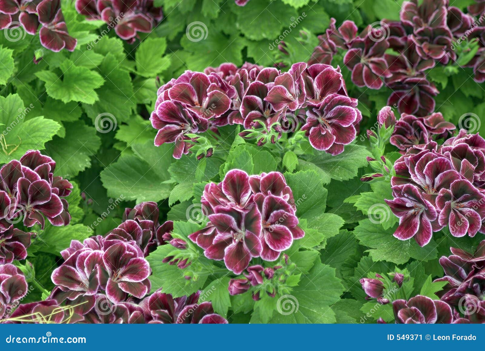 Geranium stock image. Image of flower, violet, colour, nature - 549371