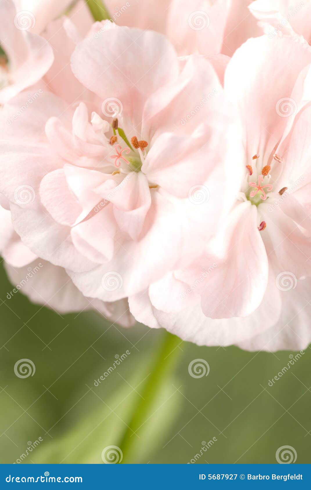 Geranium stock image. Image of abstract, seed, background - 5687927